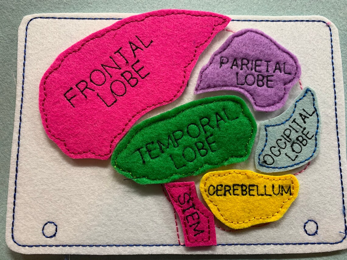 Brain Anatomy and Finger Tracing Maze - Etsy