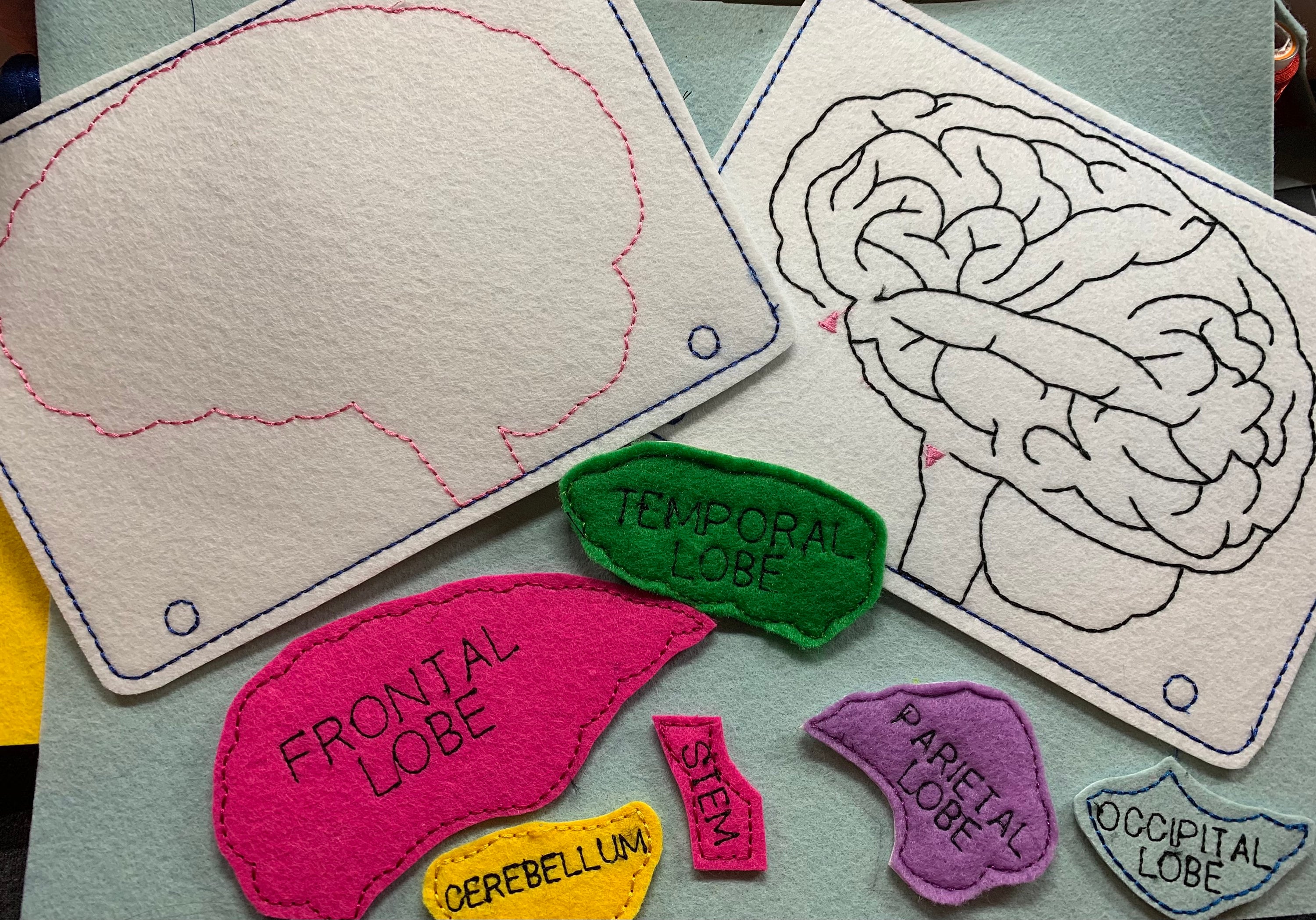 Brain Anatomy and Finger Tracing Maze - Etsy