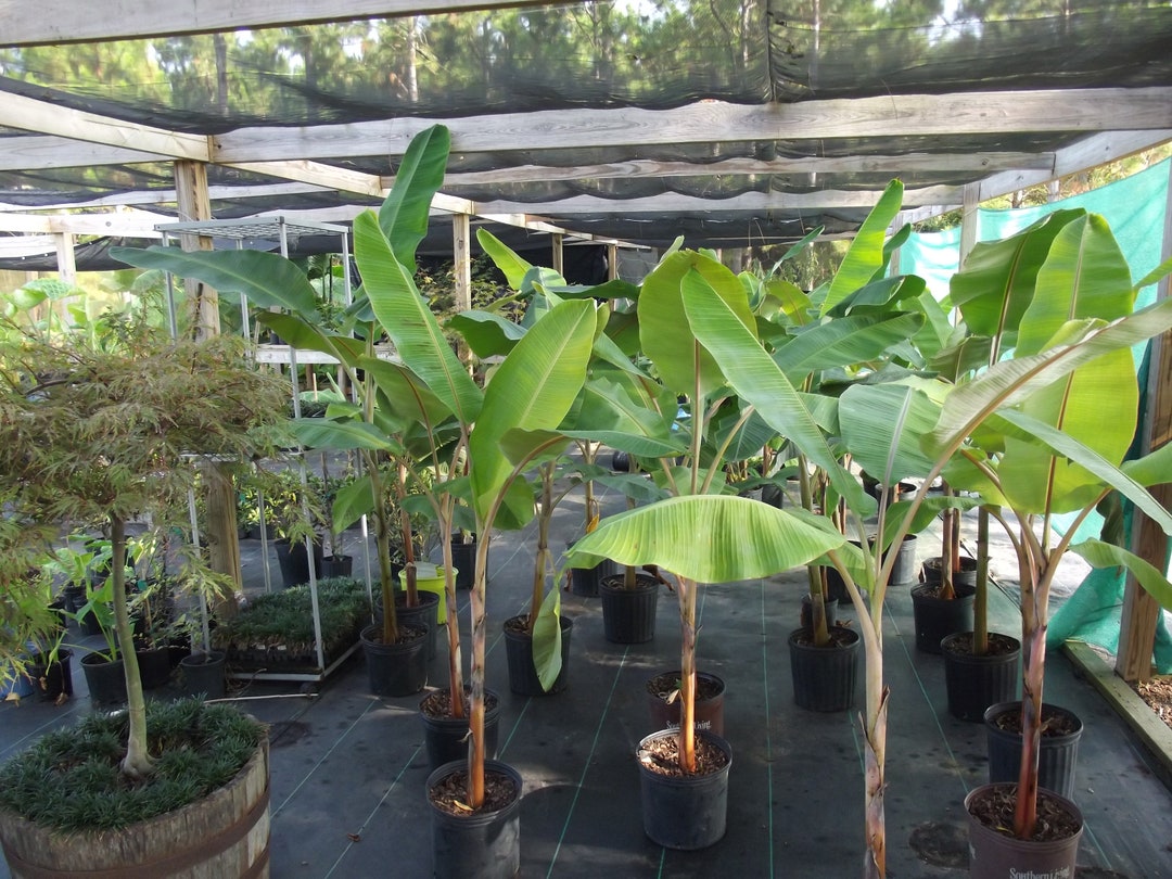 Musa Basjoo cold Hardy Banana Tree / 1 to 2 Foot in Height Free ...
