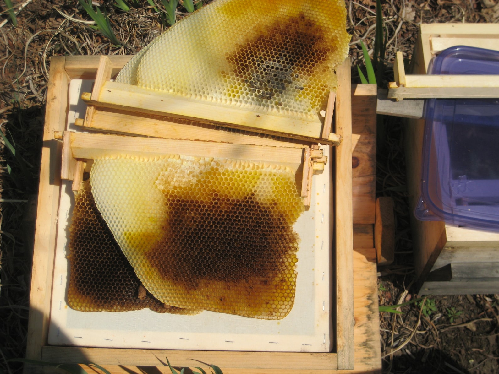 Starter Warre Hive (2 Boxes, Fully Assembled) With or Without Windows ...