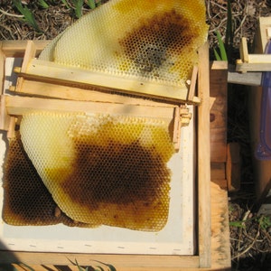 Starter Warre Hive (2 Boxes, Fully Assembled) With or Without Windows ...