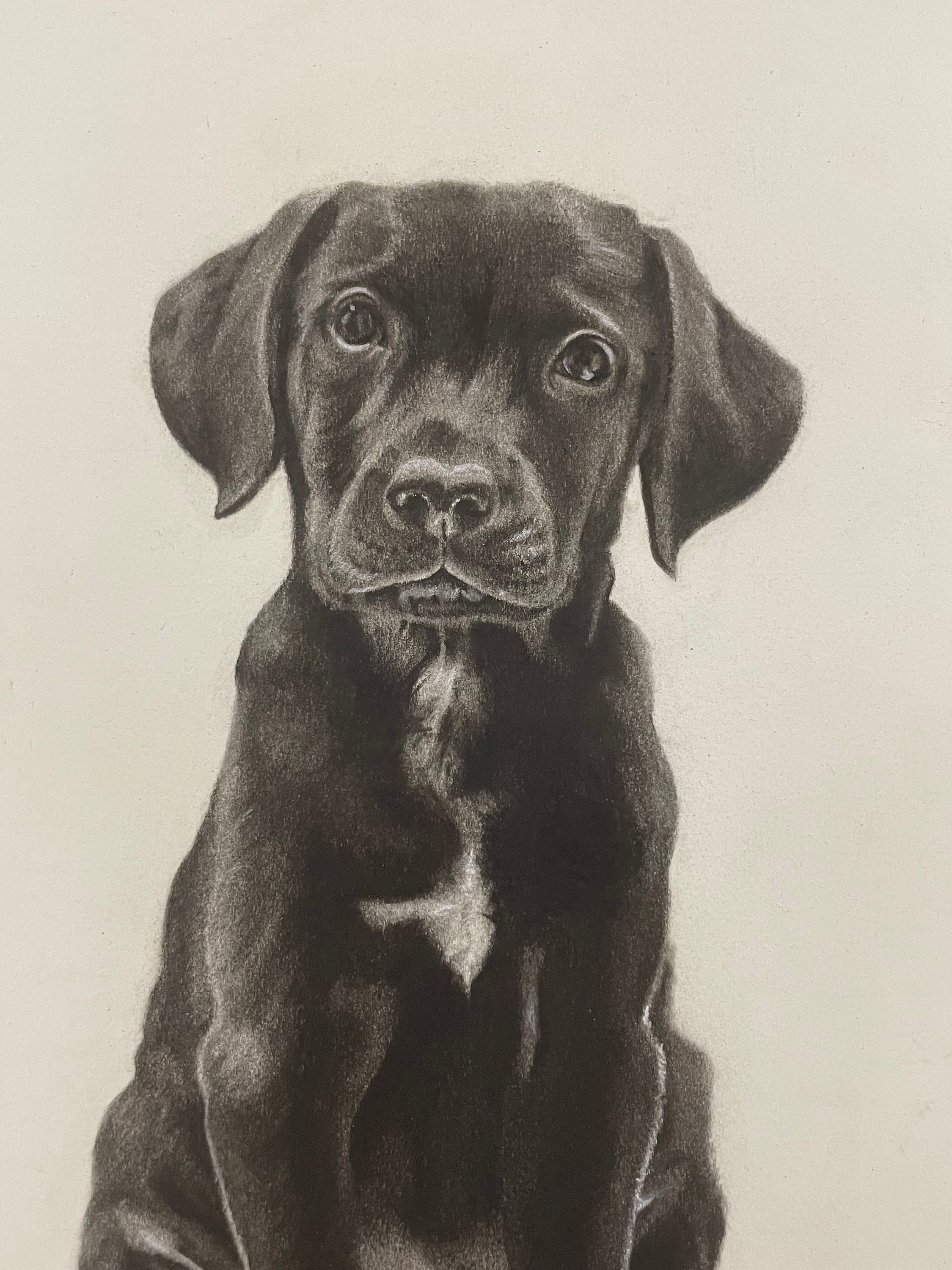 Dog Charcoal Drawing L Super Realistic Portrait 100% Custom Made - Etsy