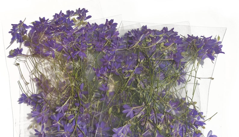 Pressed Delphinium Consolida 20pcs.consolida Regalis.dried | Etsy