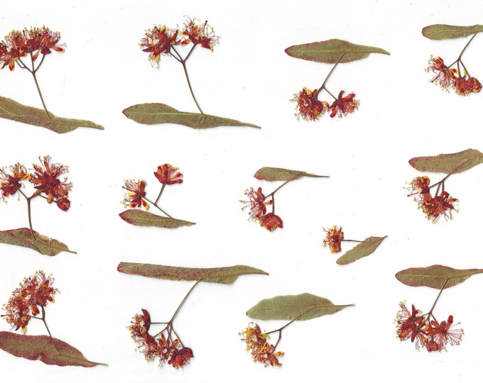 Pressed Linden ( 12 Pcs ).red. Real Linden.herbarium.tilia.for Oshibana ...