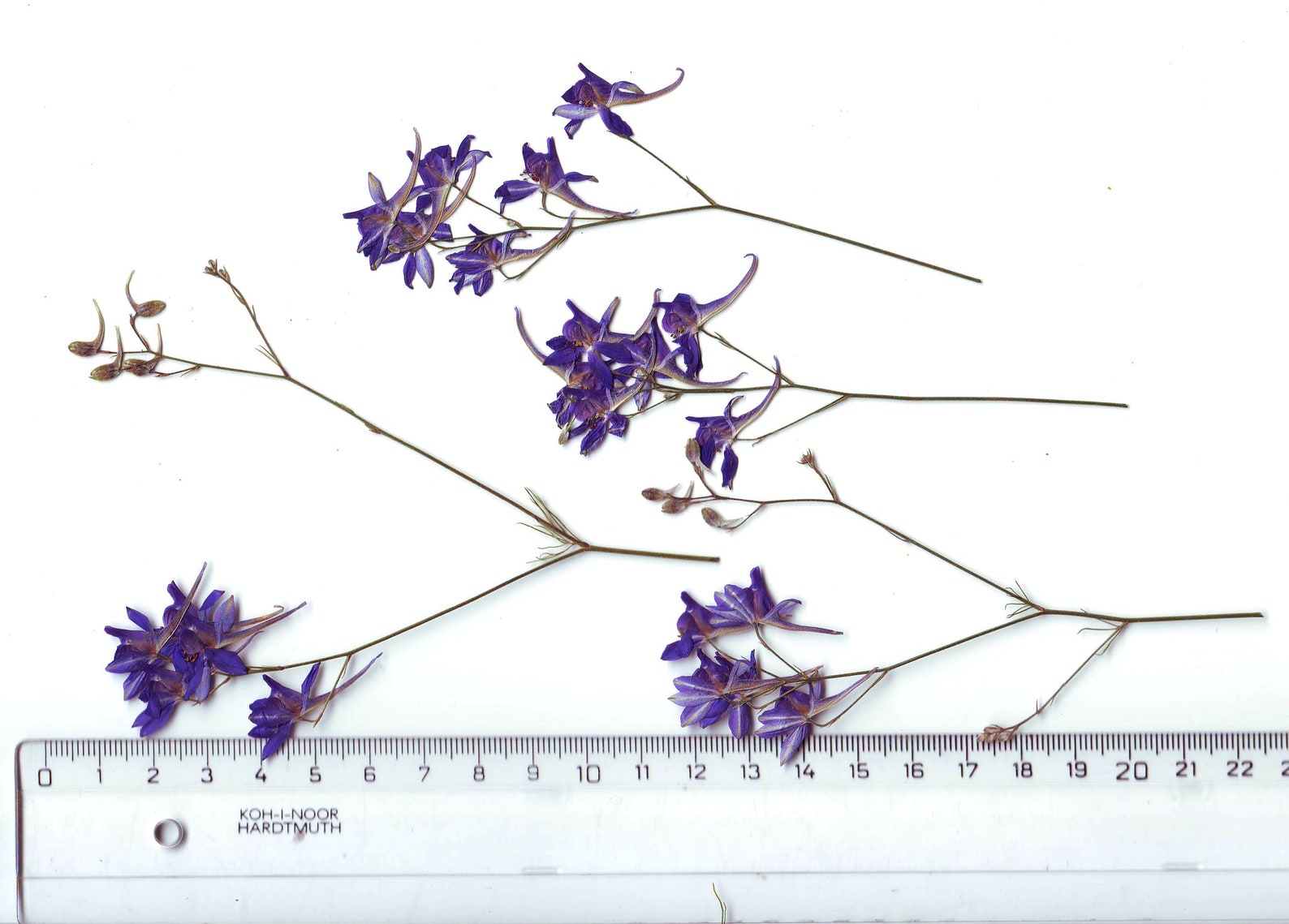 Pressed Delphinium Consolida 20pcs.consolida Regalis.dried | Etsy