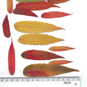 Pressed Leaves 20 Pcs . Dried Leaf. Leaf.herbarium. Green. - Etsy