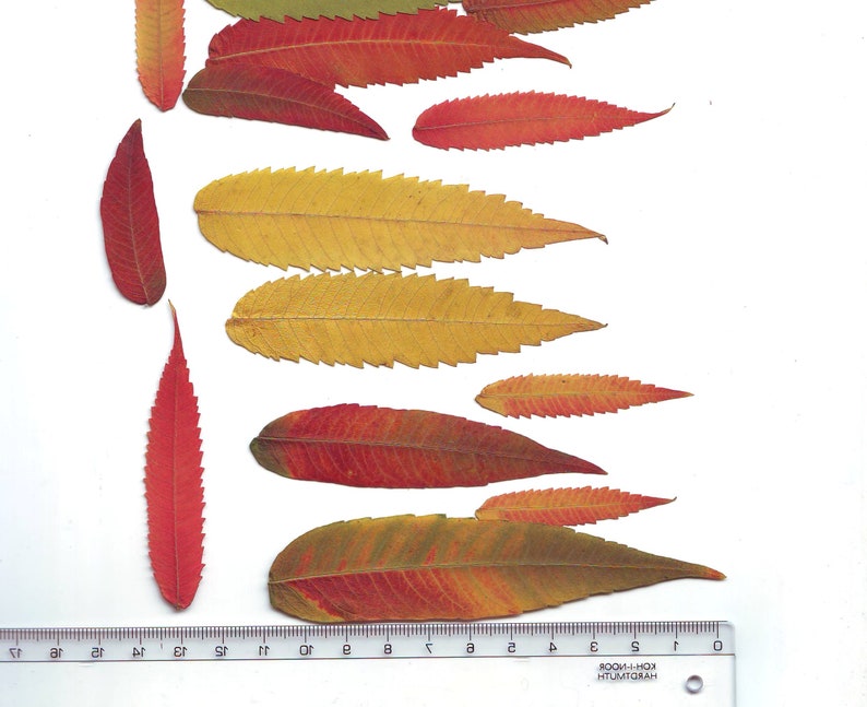 Pressed Leaves 20 Pcs . Dried Leaf. Leaf.herbarium. Green. - Etsy