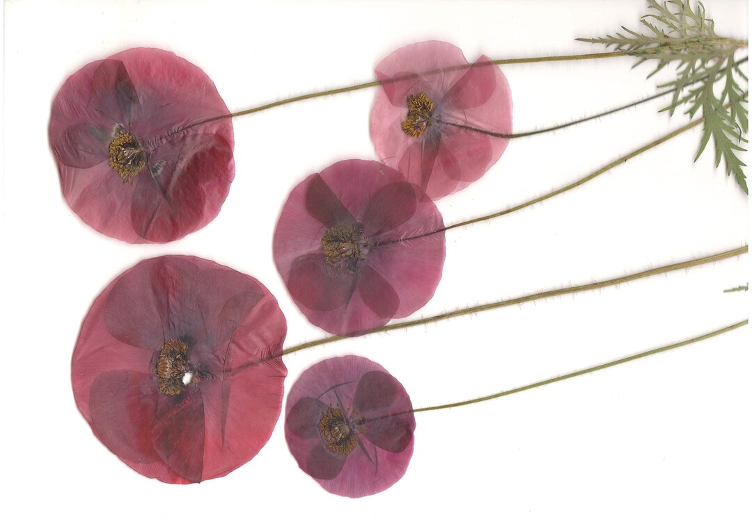 Pressed Poppies With Stem(6pcs).red Flowers.pressed Flowers.natural ...