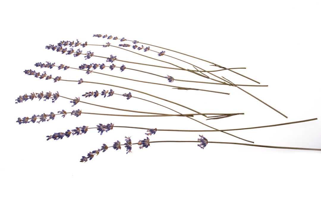 Pressed Lavender (150 Pcs). Herbs.dried Lavander.herbarium.green.lilac ...