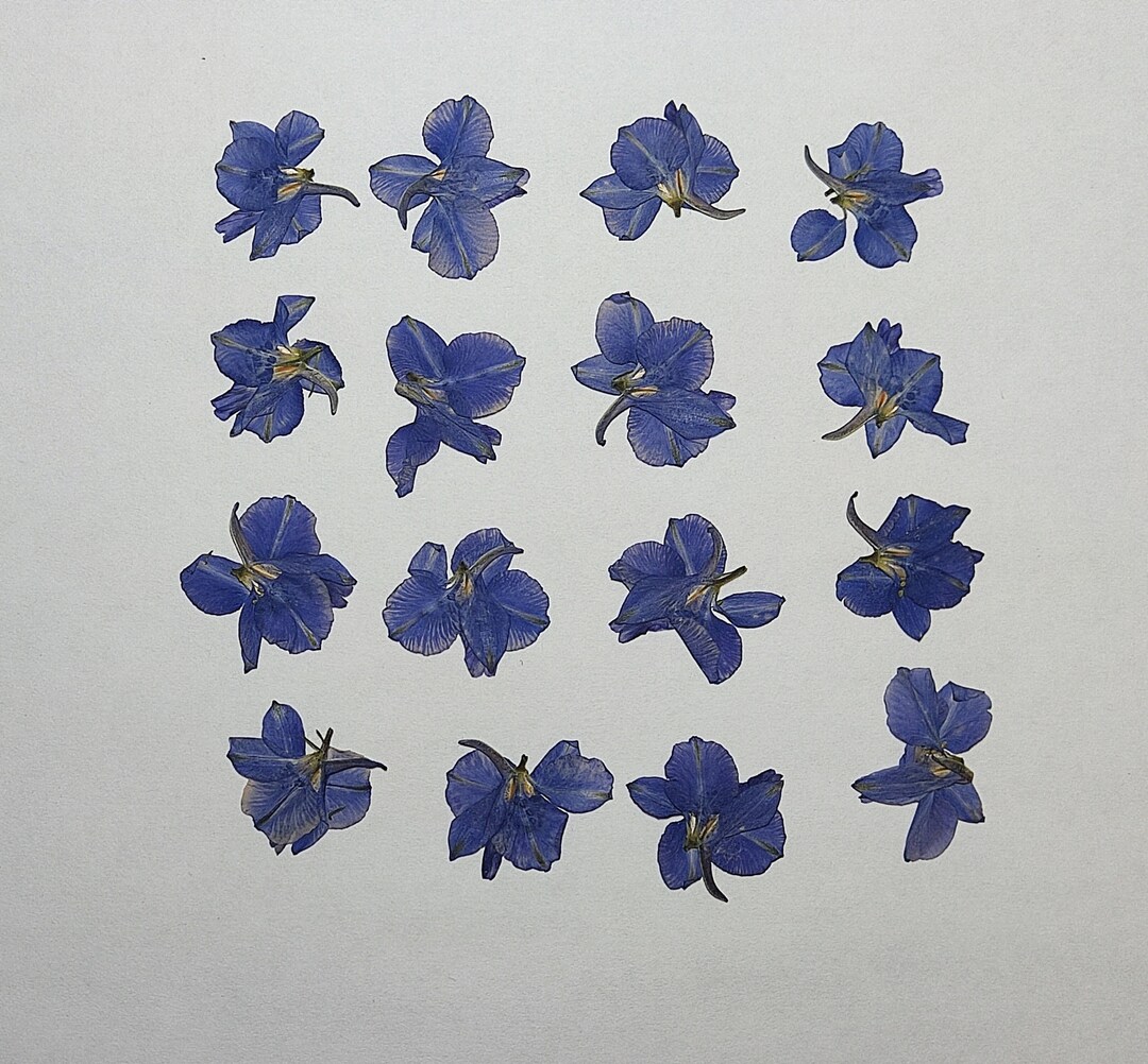 Pressed Larkspur Blue 20pcs Delphinium.for Oshibana, Floral Art, Resin ...