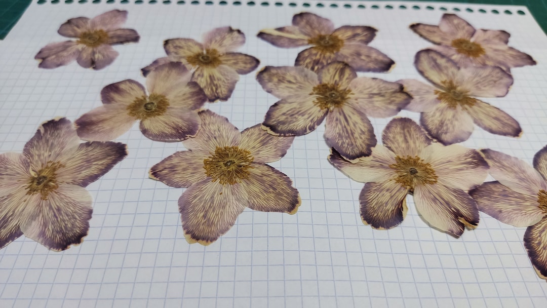Pressed Purple Anemone11 Pcs.hellebore.spring Flowers.real - Etsy