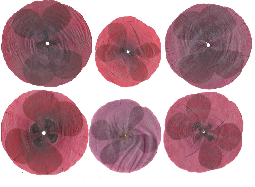 Pressed Poppies (8 Pcs). Pressed Petals.poppy.dried Flowers.pressed ...