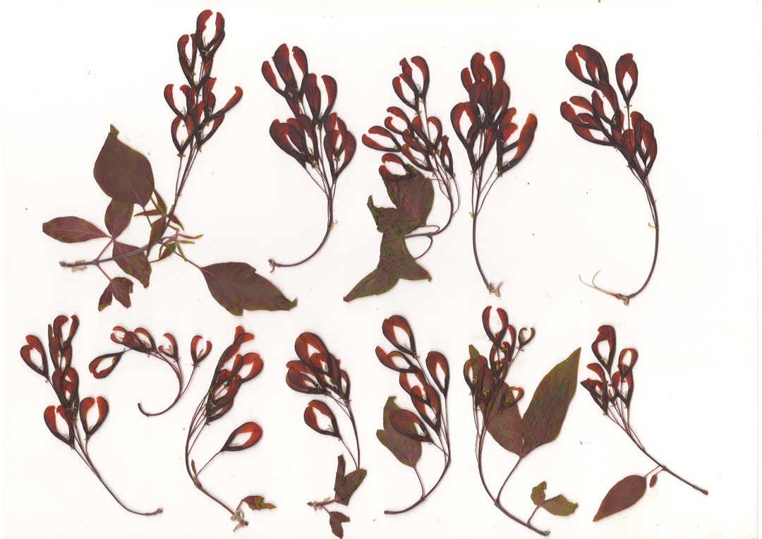 Pressed Helicopter With Stem(8pcs).seeds Helicopter.body Art,festival ...