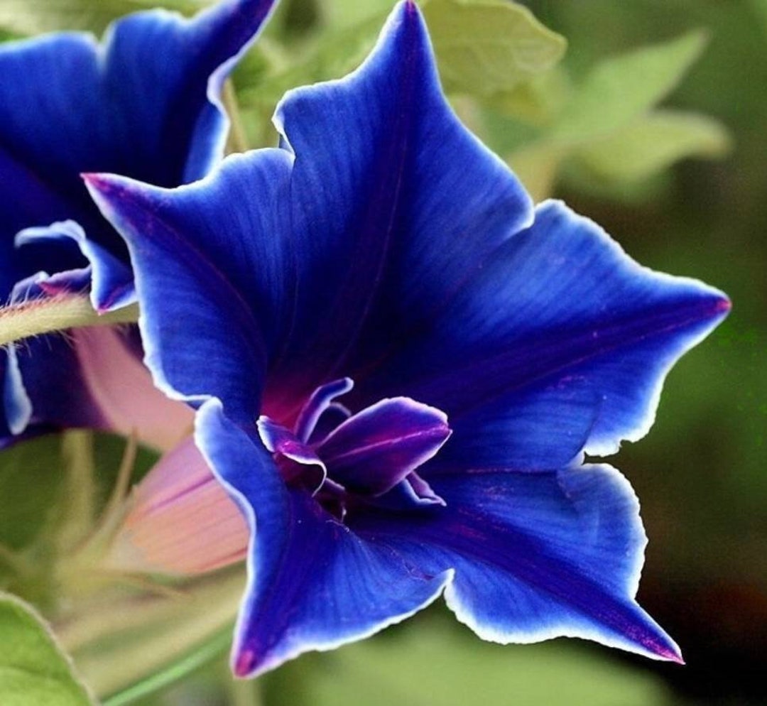 Japanese Blue Picotee Seeds! - Etsy