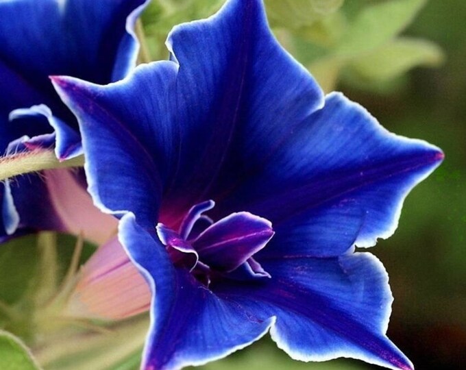 Japanese Blue Picotee Seeds! - Etsy