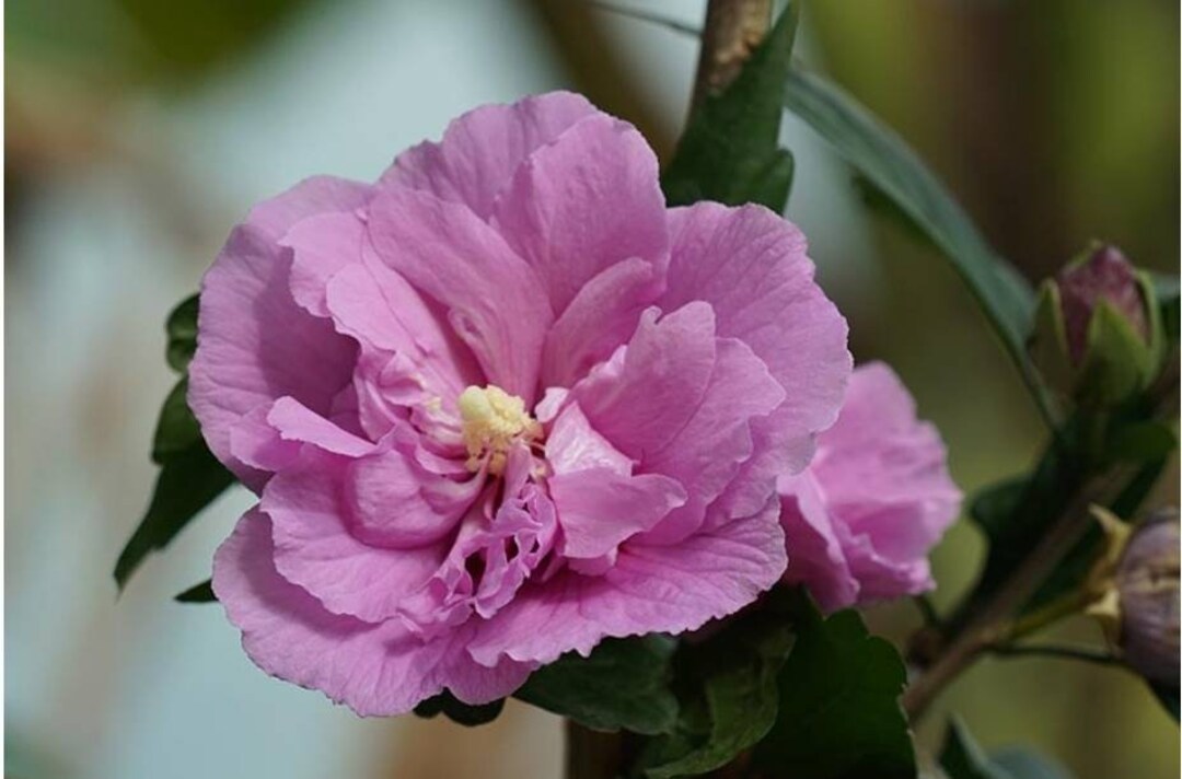 Pink Chiffon/ Hibiscus Rose of Sharon Seeds! - Etsy