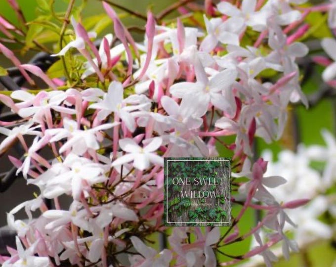 Pink Jasmine Vine Starter Plant/jasminum Polyanthum - Etsy