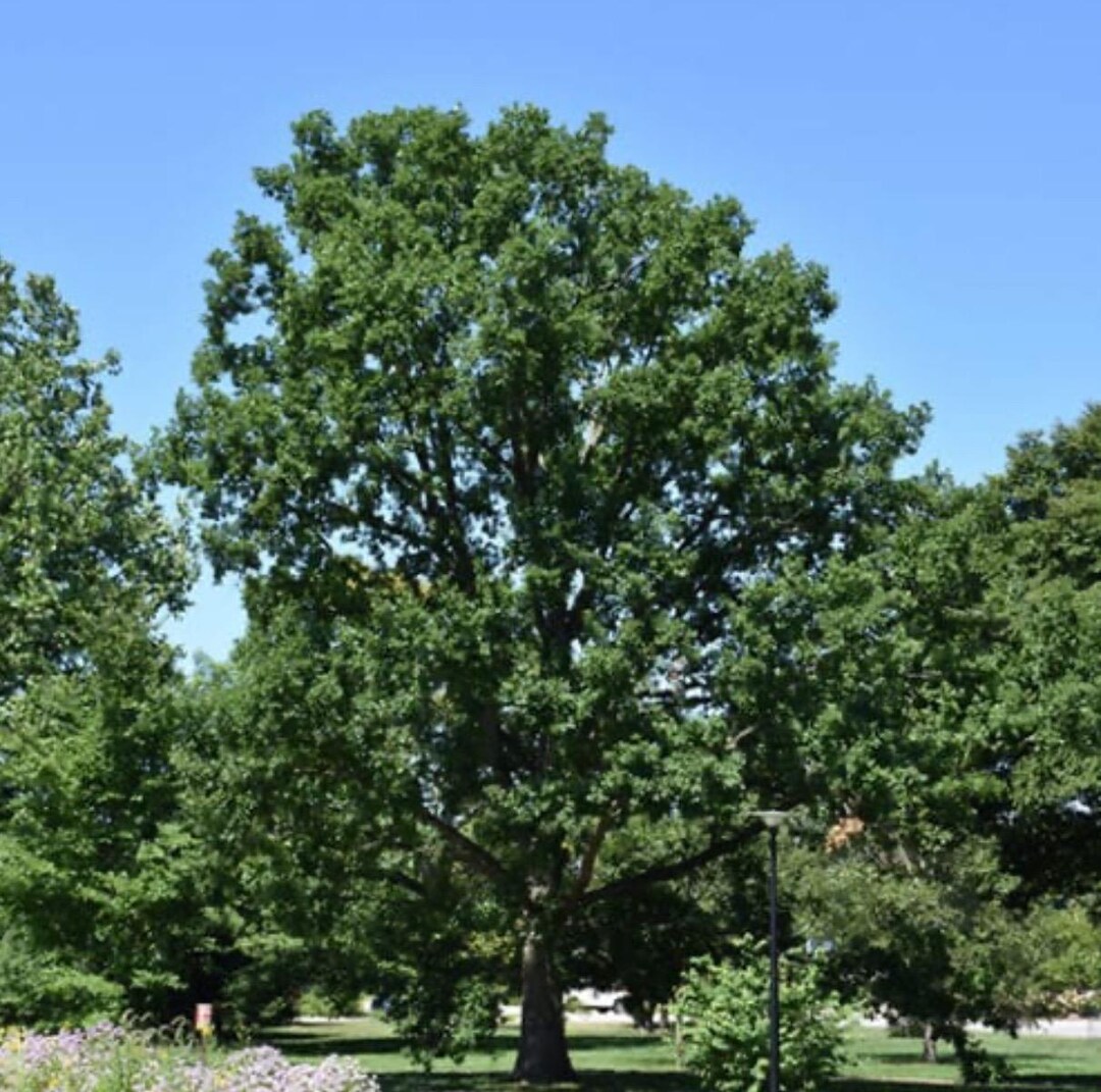 12 Chinkapin Oak Tree Seedlings/bulk Tree Sales - Etsy