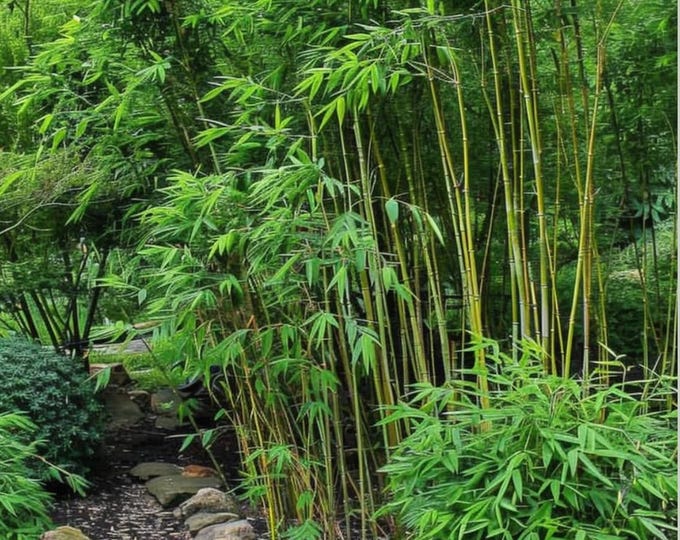 Bambusa Multiplex / Clumping Bamboo - Etsy