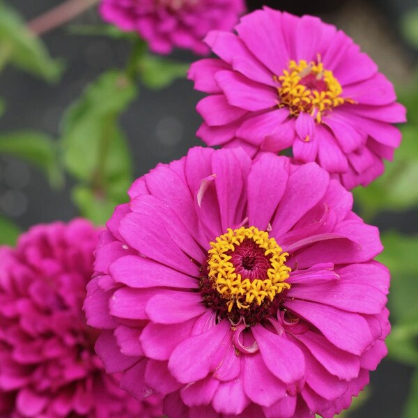Rare Zinnia Seeds - Etsy