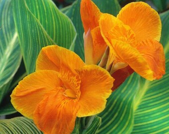 Bengal Tiger Canna Lily Landscape Bulb - Etsy