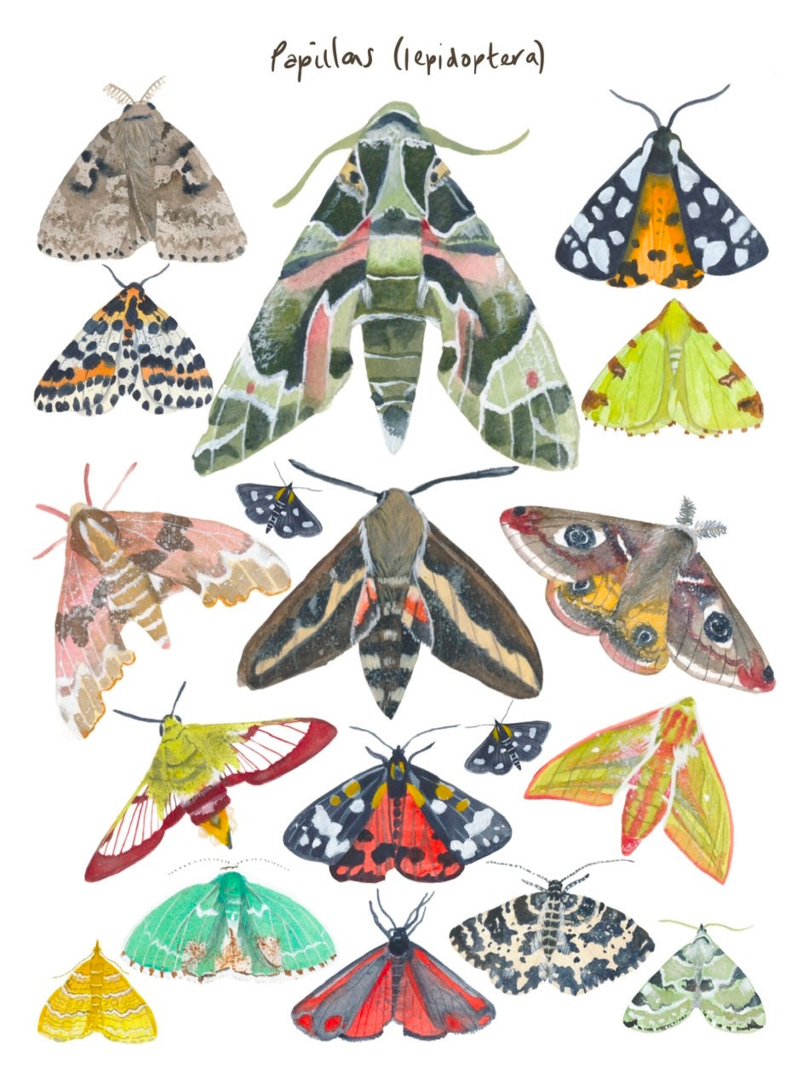 Vintage European British moth chart Print Nature Print | Etsy