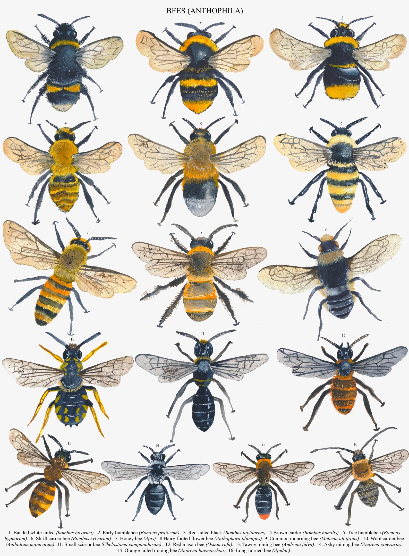 British Bee chart Print British Nature Print Bee Print | Etsy