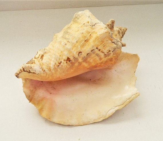 Large Conch Seashell 8 Natural Collectible Seashell - Etsy