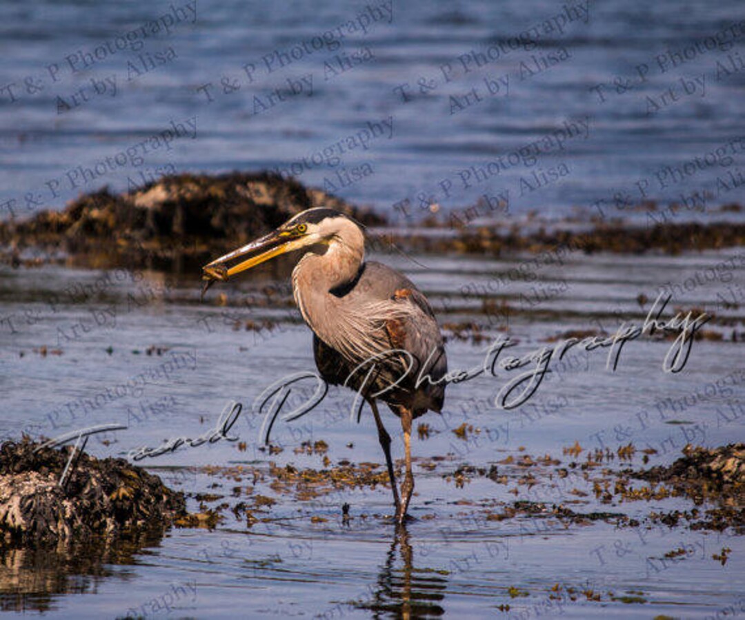 Digital Download Photo, Bird Photography, Printable, Home Decor, Wall ...