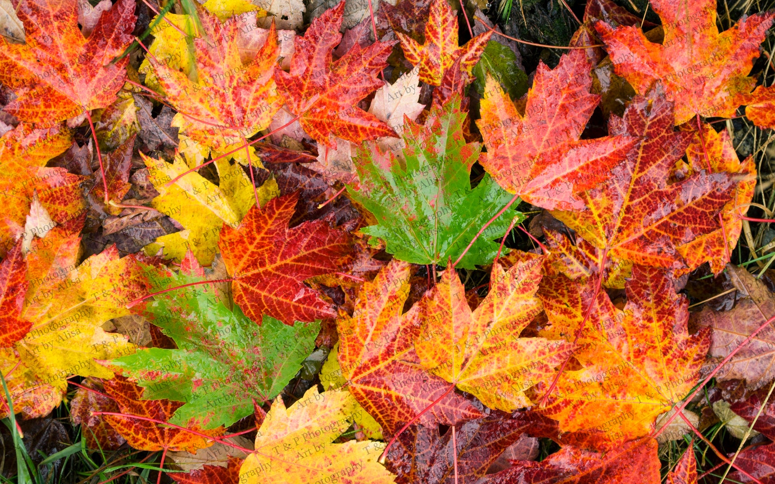 LEAF, FALL LEAVES, Photography Digital, Rainbow, Autumn Leaves, Digital ...