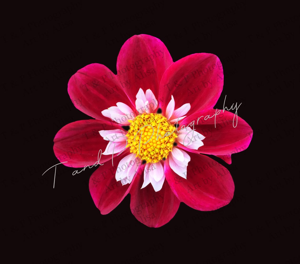 Pink Flower, Digital Flower Download, Flower Photo, 4 X 6, 5 X 7, Dorm ...