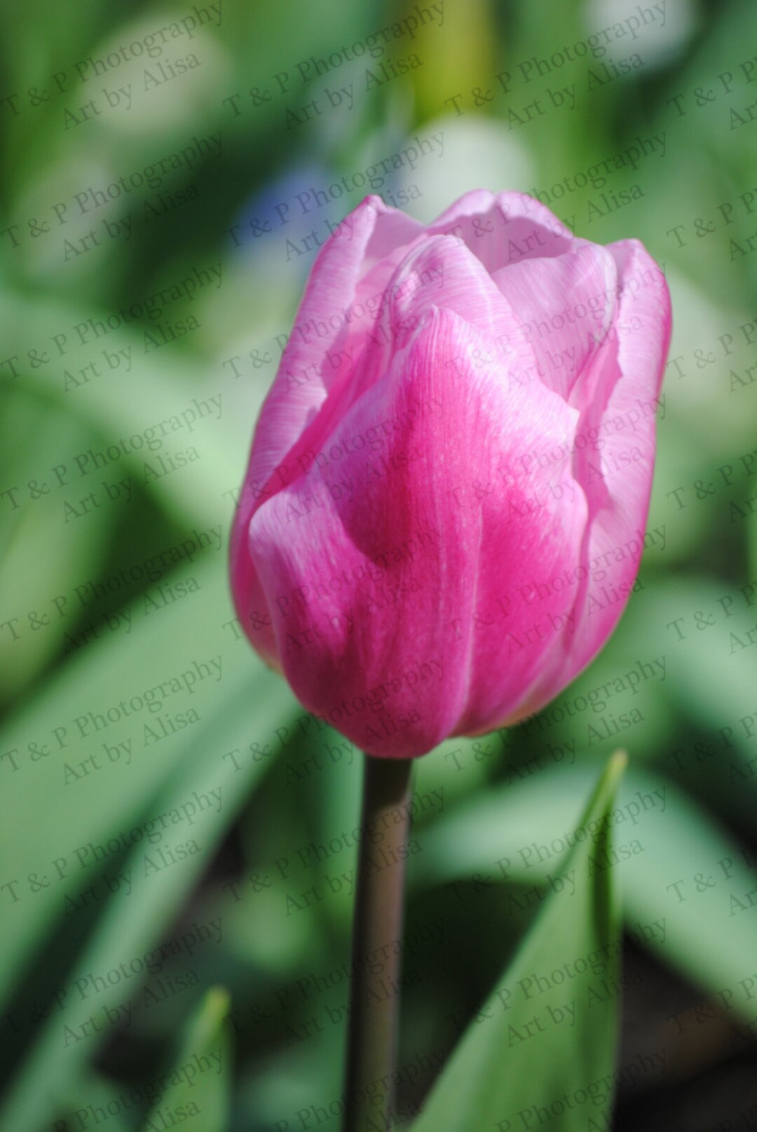 TULIP FLOWER, Flower Photo, Digital Photography, Flower Art, SPRING ...