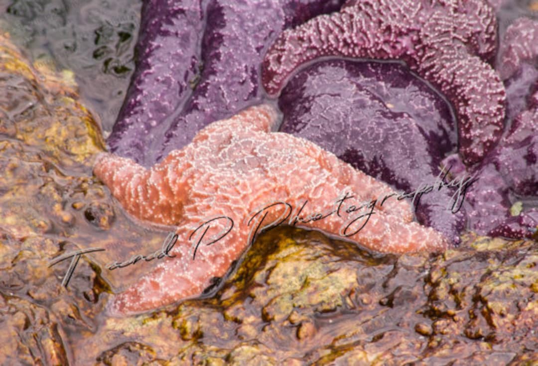 Digital Download Photo, Starfish, Sea Star, Ocean Photo Download, Sea ...