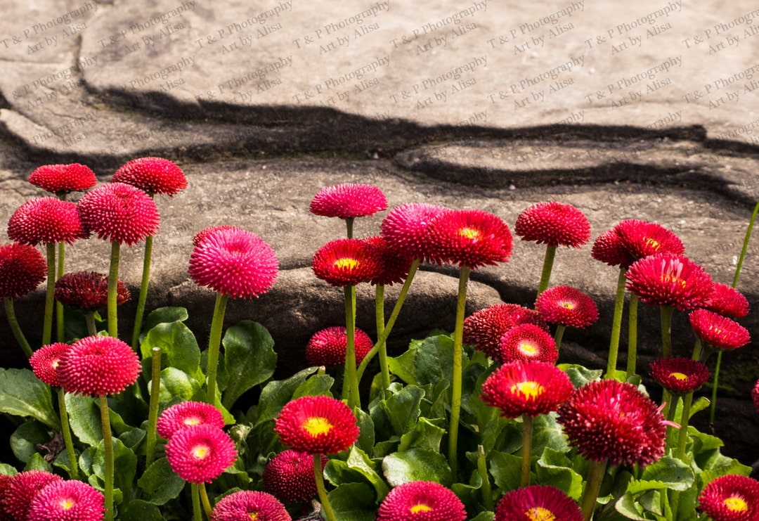 DIGITAL Flowers, Digital Download Photography, English Double Daisies ...