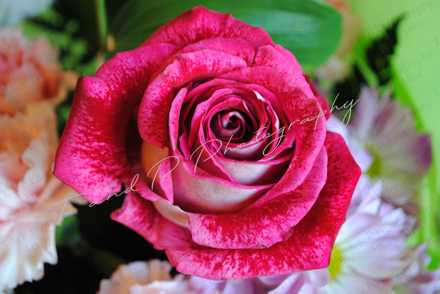 Roses, DIGITAL Photography, PINK ROSE, Pink, Flower Photograph, Wall ...