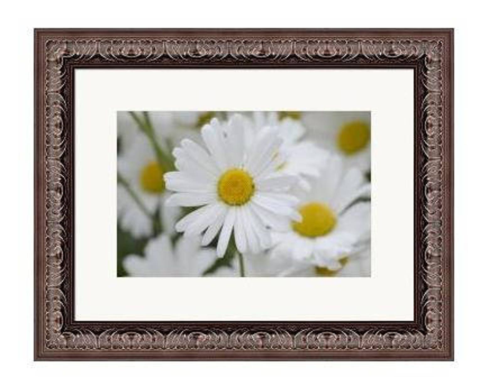 FLOWER PHOTO, DAISY Photo, Flowerchild, Daisy Flower, Daisy ...