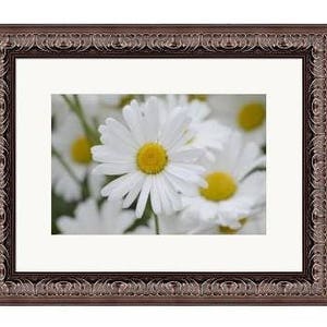 FLOWER PHOTO, DAISY Photo, Flowerchild, Daisy Flower, Daisy ...