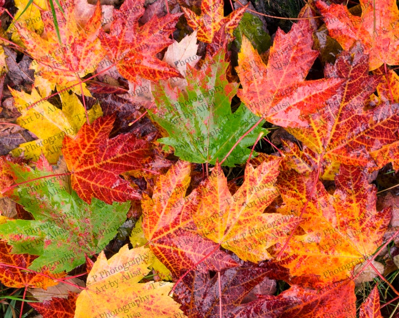 LEAF, FALL LEAVES, Photography Digital, Rainbow, Autumn Leaves, Digital ...