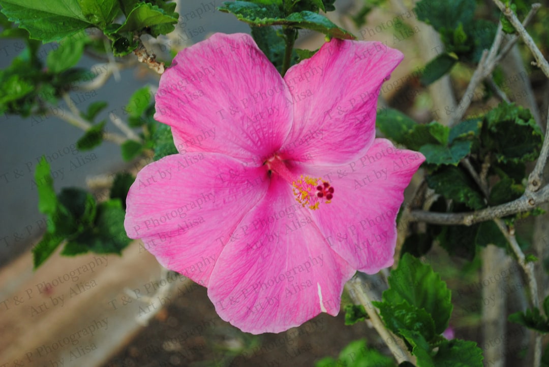 FLOWERS, FLOWER Photography, Wall Art, Digital Photography, Home Decor ...