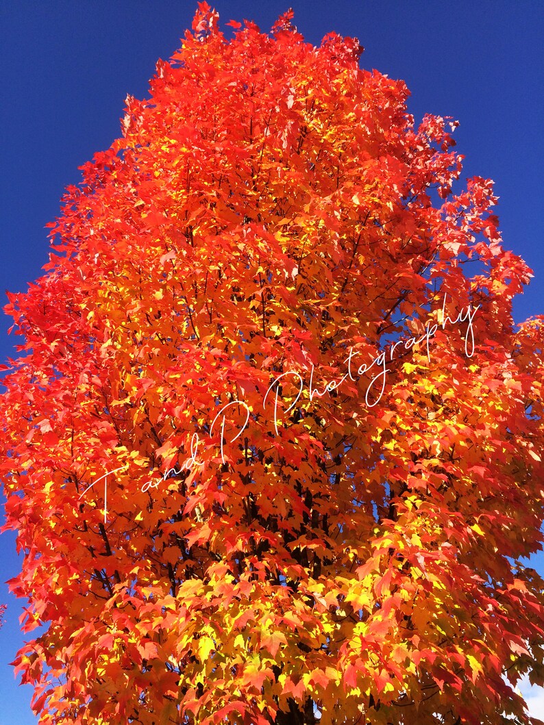 TREE, FALL LEAVES, Photography Digital, Rainbow, Autumn Leaves, Digital ...