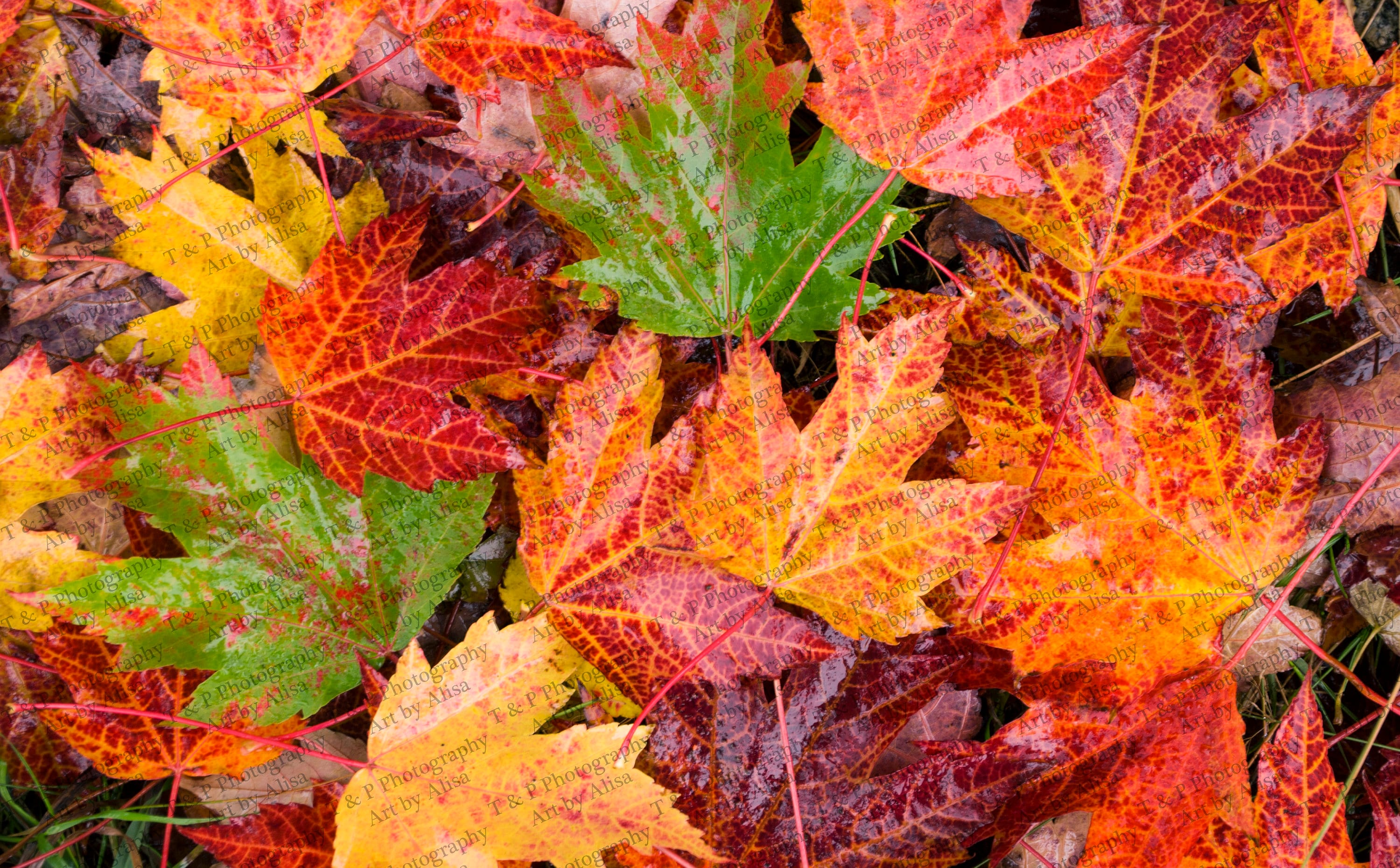 LEAF, FALL LEAVES, Photography Digital, Rainbow, Autumn Leaves, Digital ...