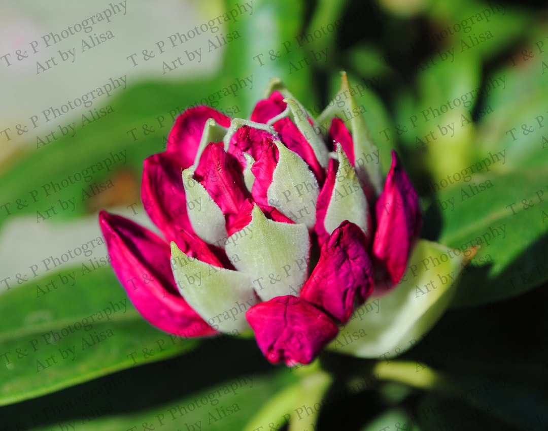 Rhododendron Flower, Flower Photos, Pink, Digital Photography, Home ...