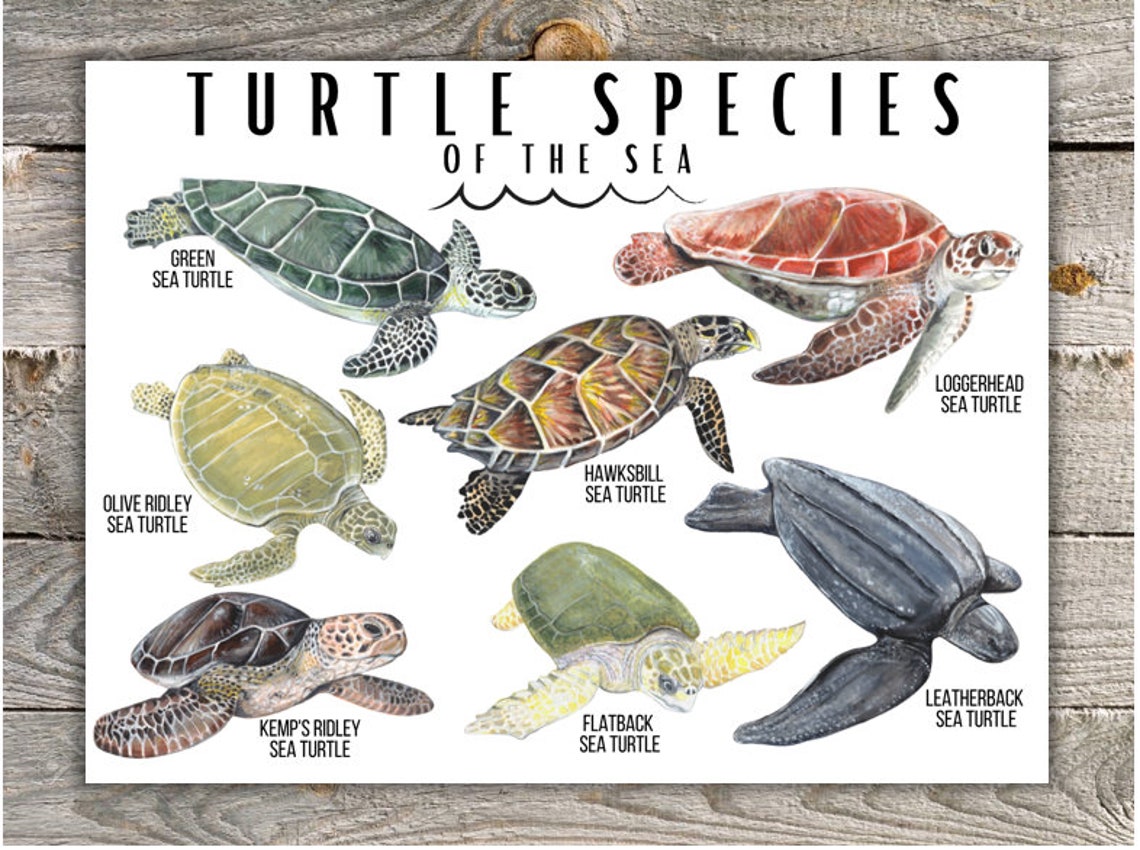 Types Of Sea Turtles