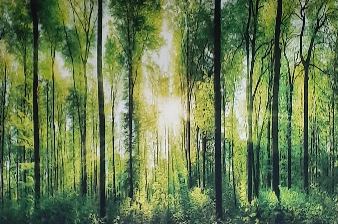 Forest Photography Vinyl Fabric Backdrop. 5x3 Ft - Etsy