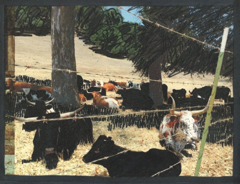 Yountville Cow Herd Portrait Freckled Cow Longhorns Napa - Etsy UK