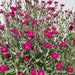 100 Rose Campion Seeds Hot Pink Flower Seeds - Etsy