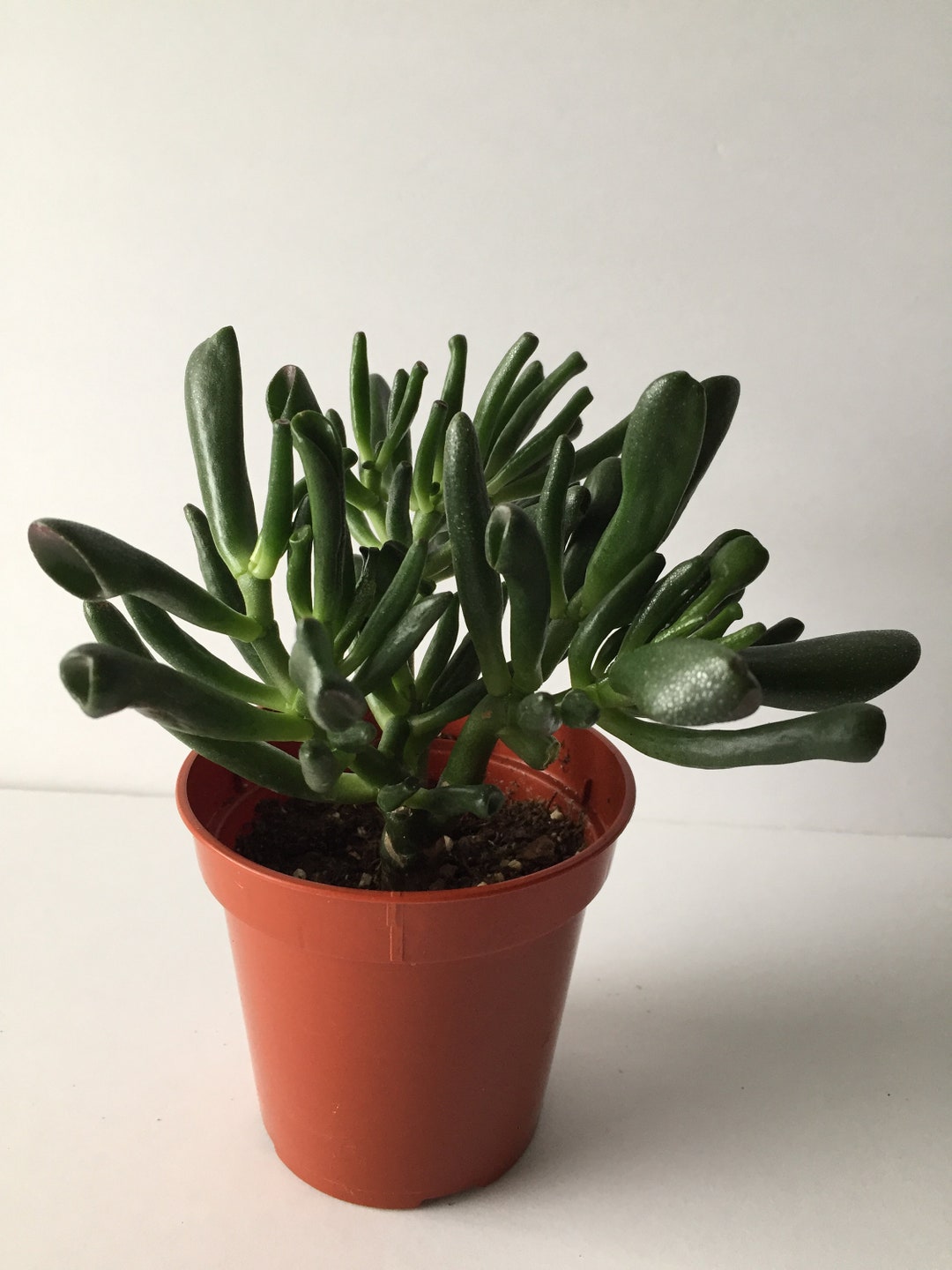 Large Shrek Ears Succulent Plant, Ogre Ears Live House Plant- 1 Pc. - Etsy