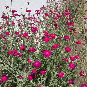 100 Rose Campion Seeds- Hot Pink Flower Seeds - Etsy