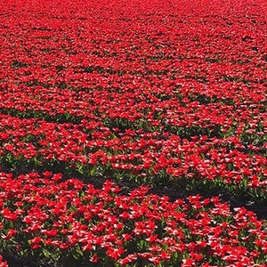 4 Seadov Tulip Plants - Beautiful Red Hot Flowers - Etsy