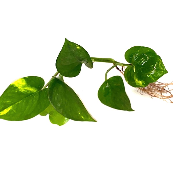 Water Tools for Aquarium - Etsy